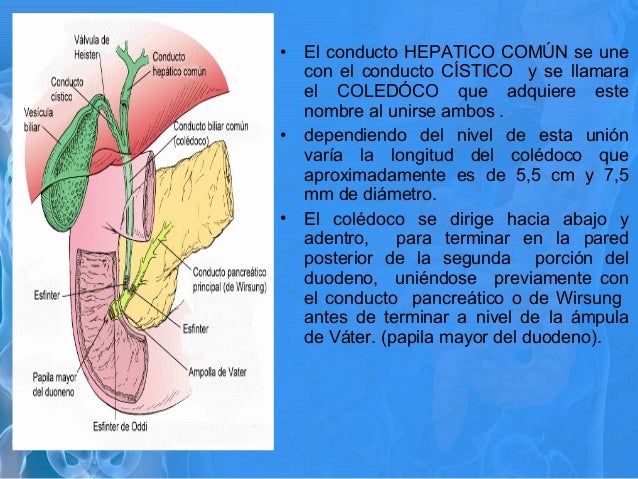 Higado y vias biliares