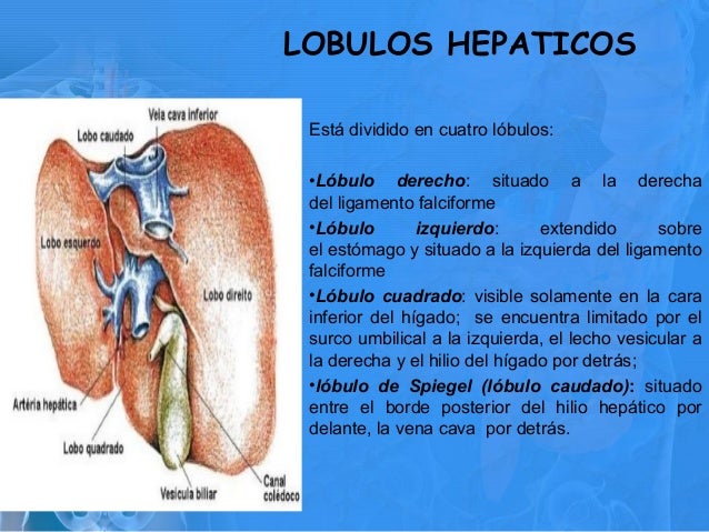 Lóbulos Hepáticos Del Perro. – BDNE