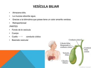 Higado y vias biliares | PPTX