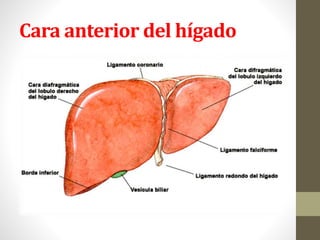Higado y vias biliares | PPTX