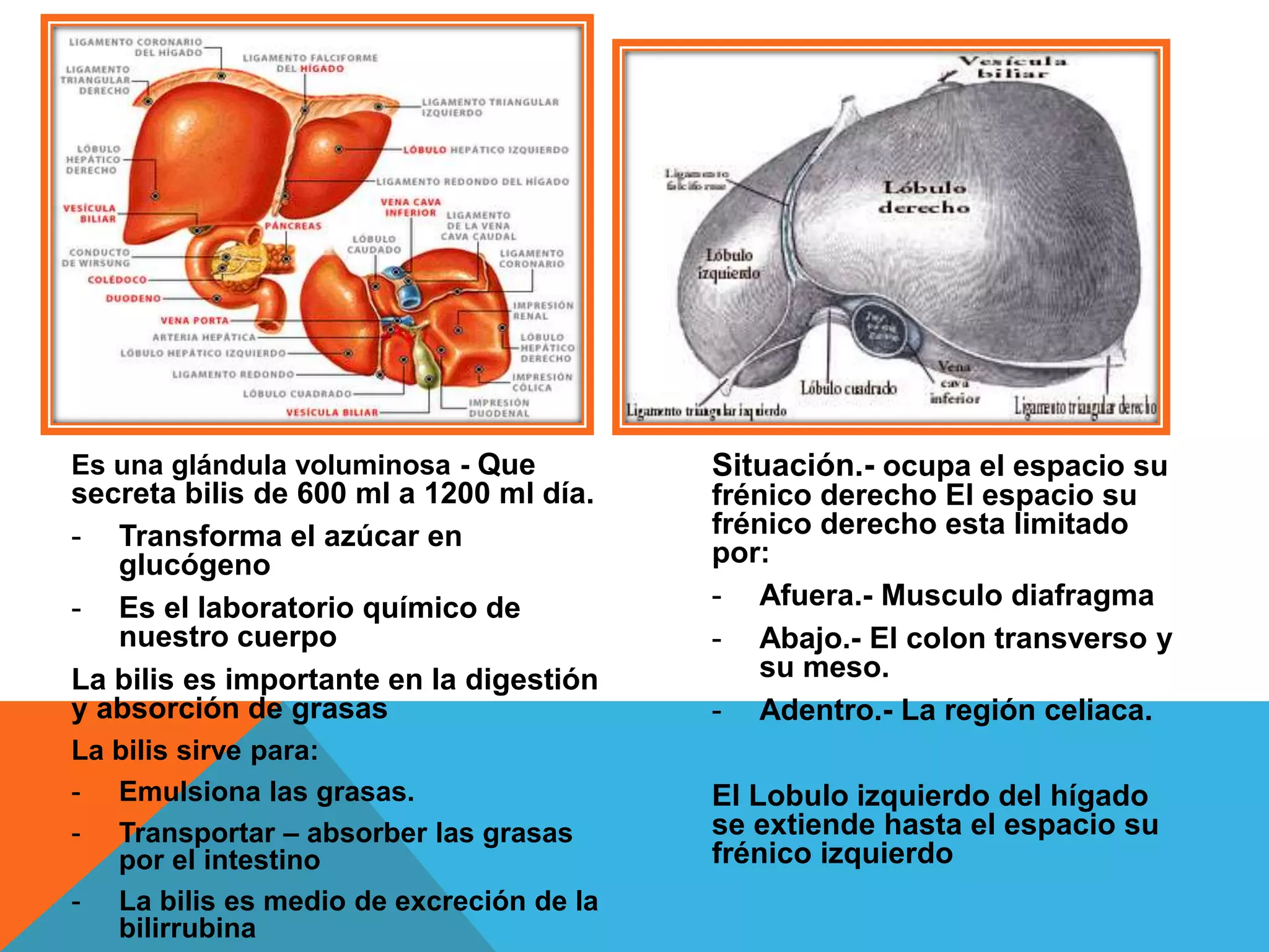 Higado y Vias Biliares | PPTX