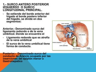 Higado y Vias Biliares | PPTX