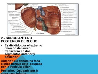 Higado y Vias Biliares | PPTX