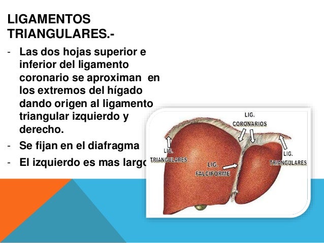 Higado y Vias Biliares