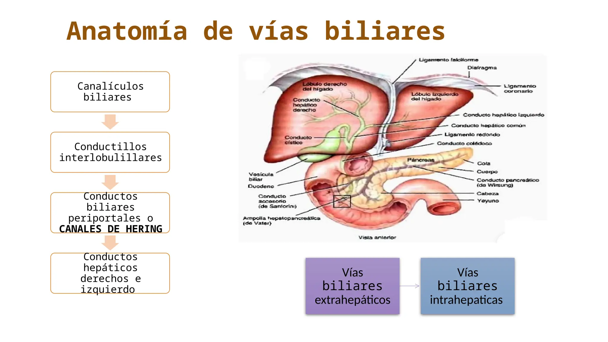 Higado y vias biliares, embriologia y anatomia .pptx