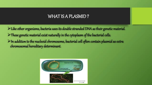 High and low copy number of plasmids | PPTX | Biological Sciences | Science