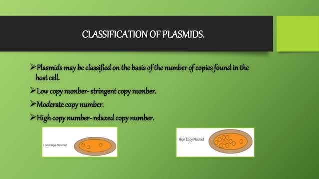 High and low copy number of plasmids | PPTX | Biological Sciences | Science