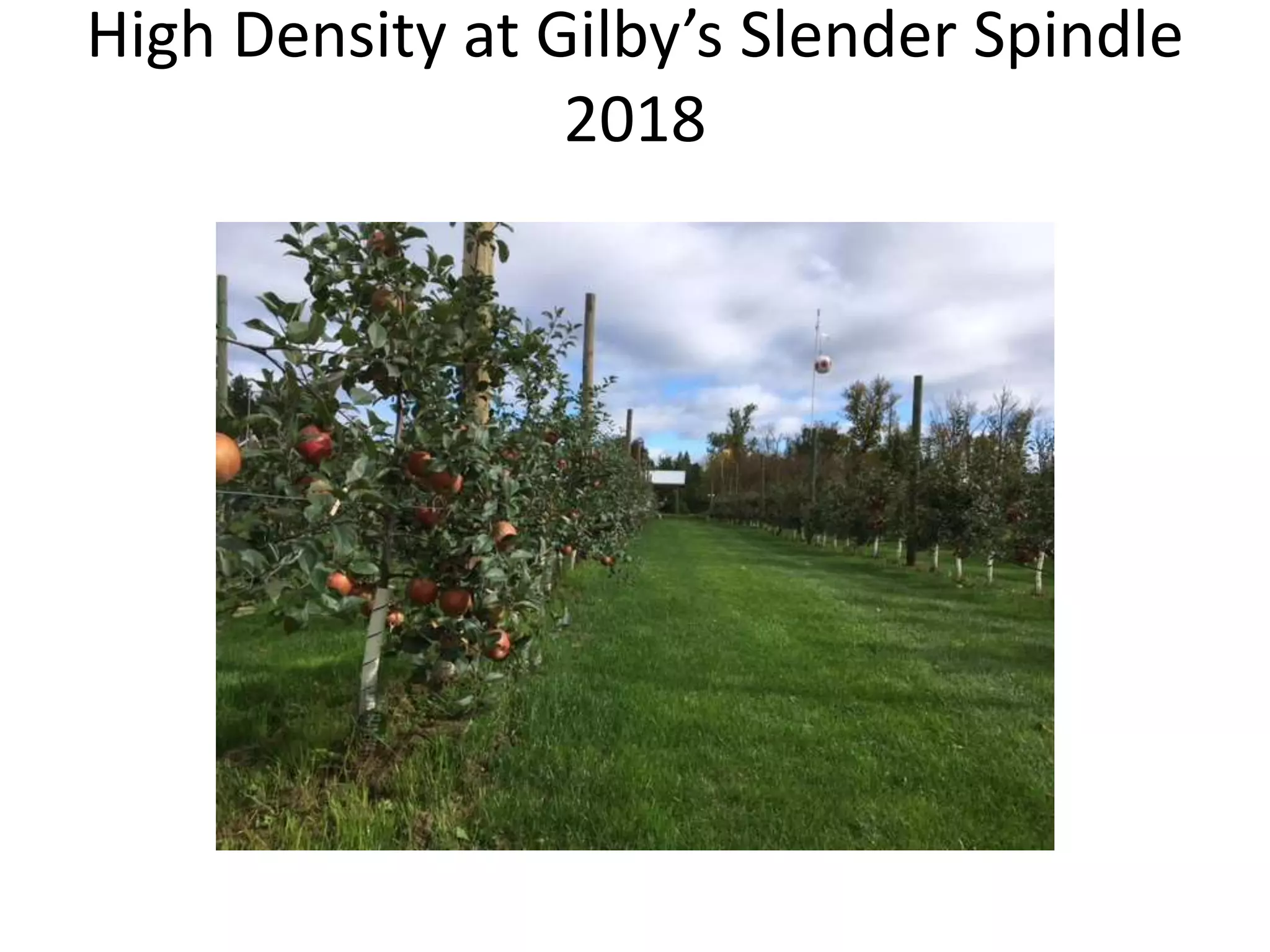 High Density Apple Growing Techniques | PPTX