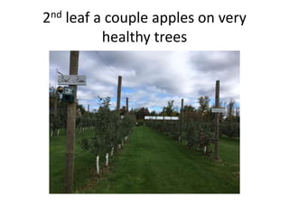High Density Apple Growing Techniques | PPTX