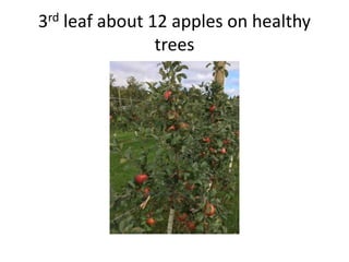 High Density Apple Growing Techniques | PPTX