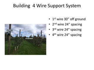 High Density Apple Growing Techniques | PPTX