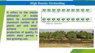 High density planting or orcharding.pptx