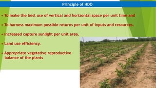 High density planting or orcharding.pptx