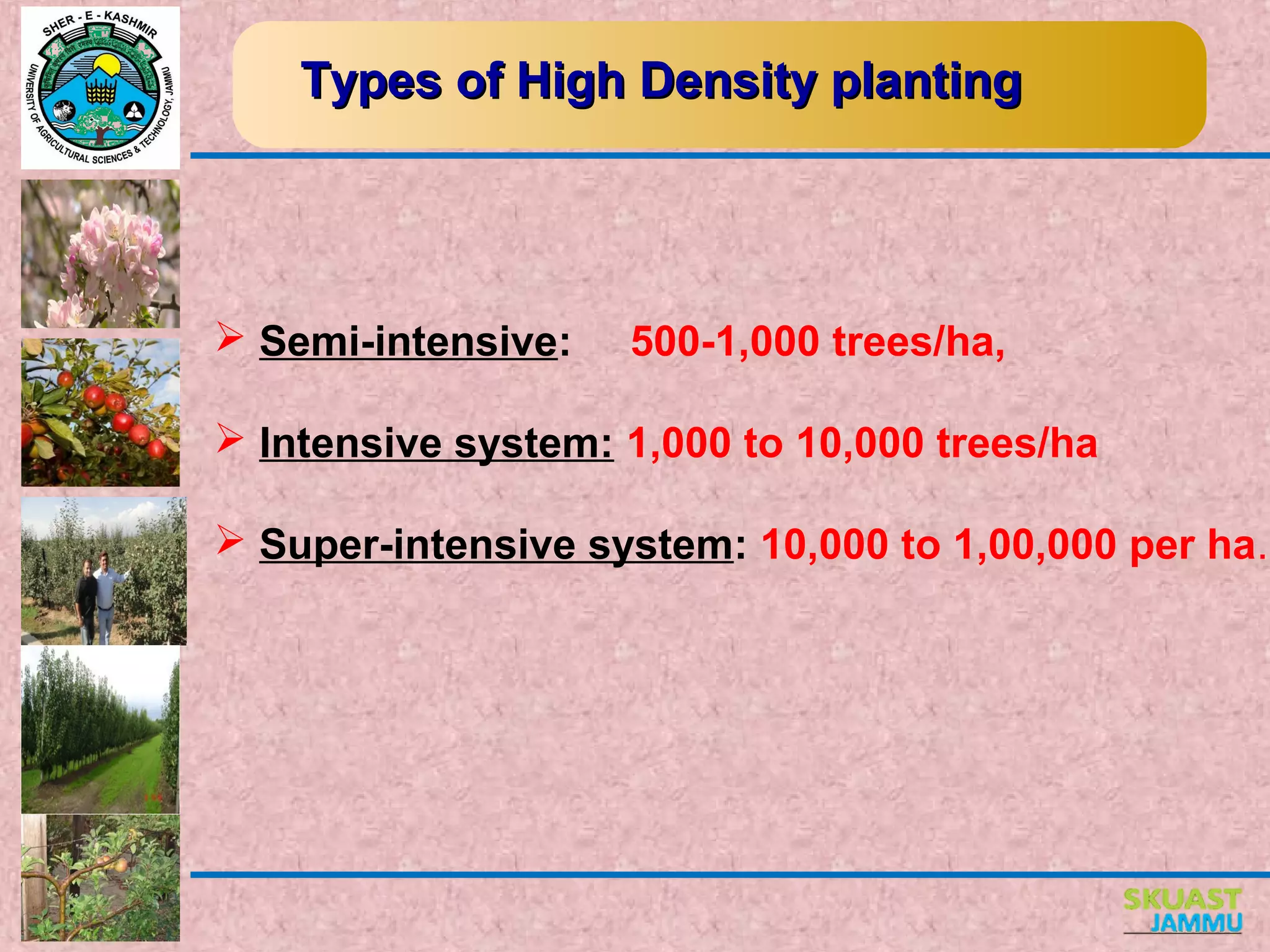 High density planting apple | PPT