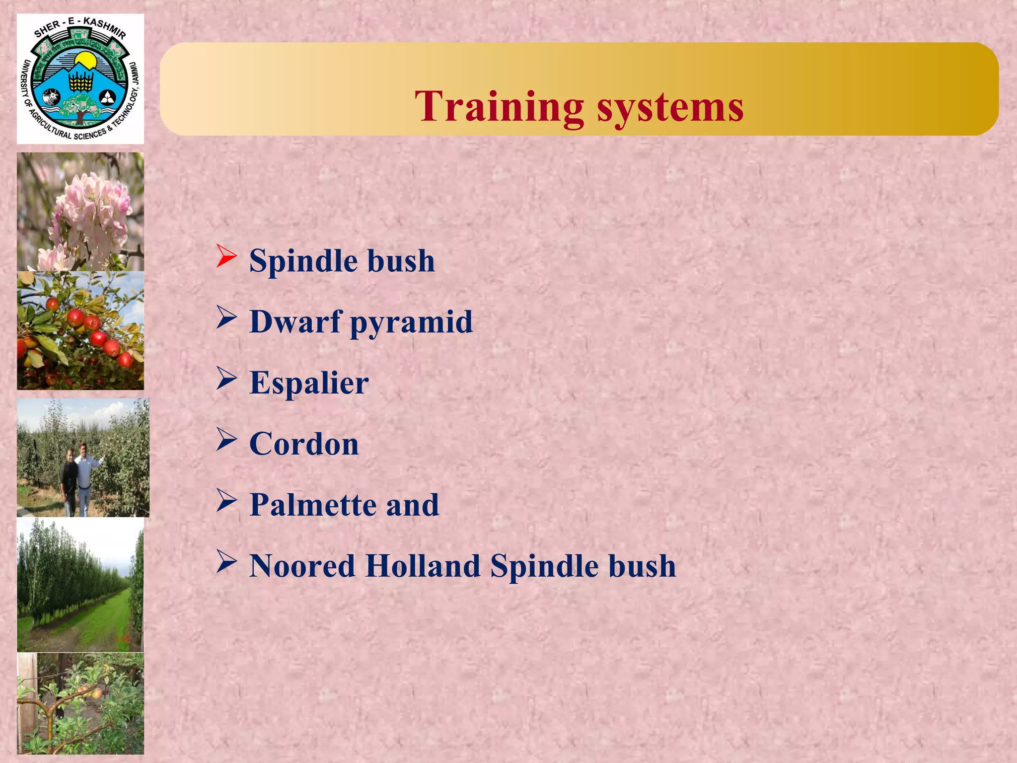 High density planting apple | PPT