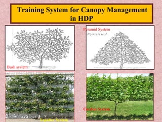 High density planting apple | PPT