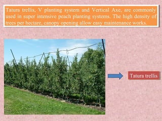 High density planting apple | PPT