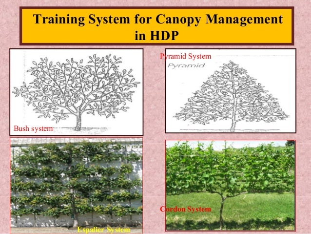 High density planting apple