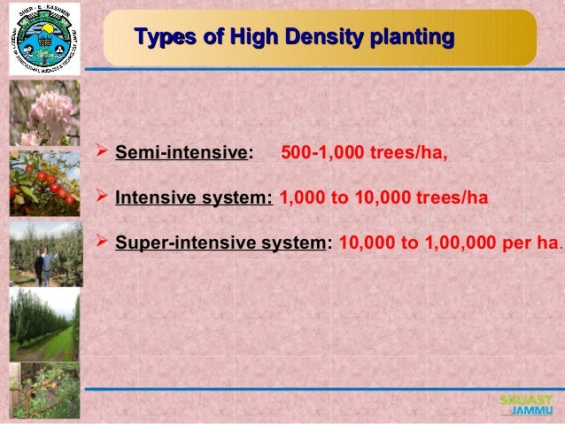 High density planting apple