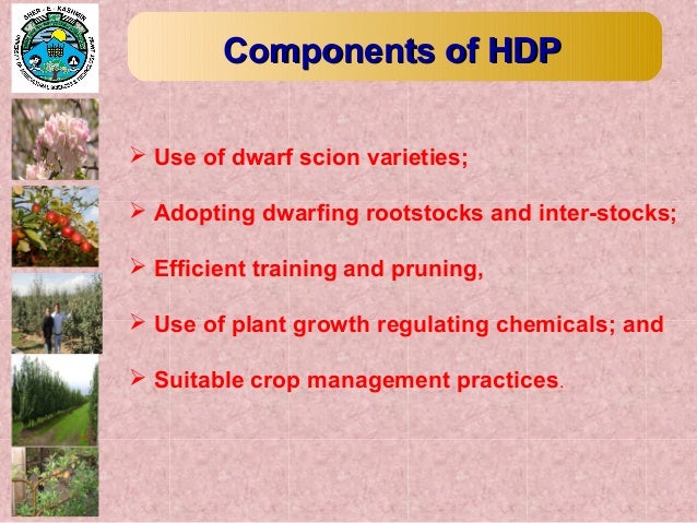 High density planting apple