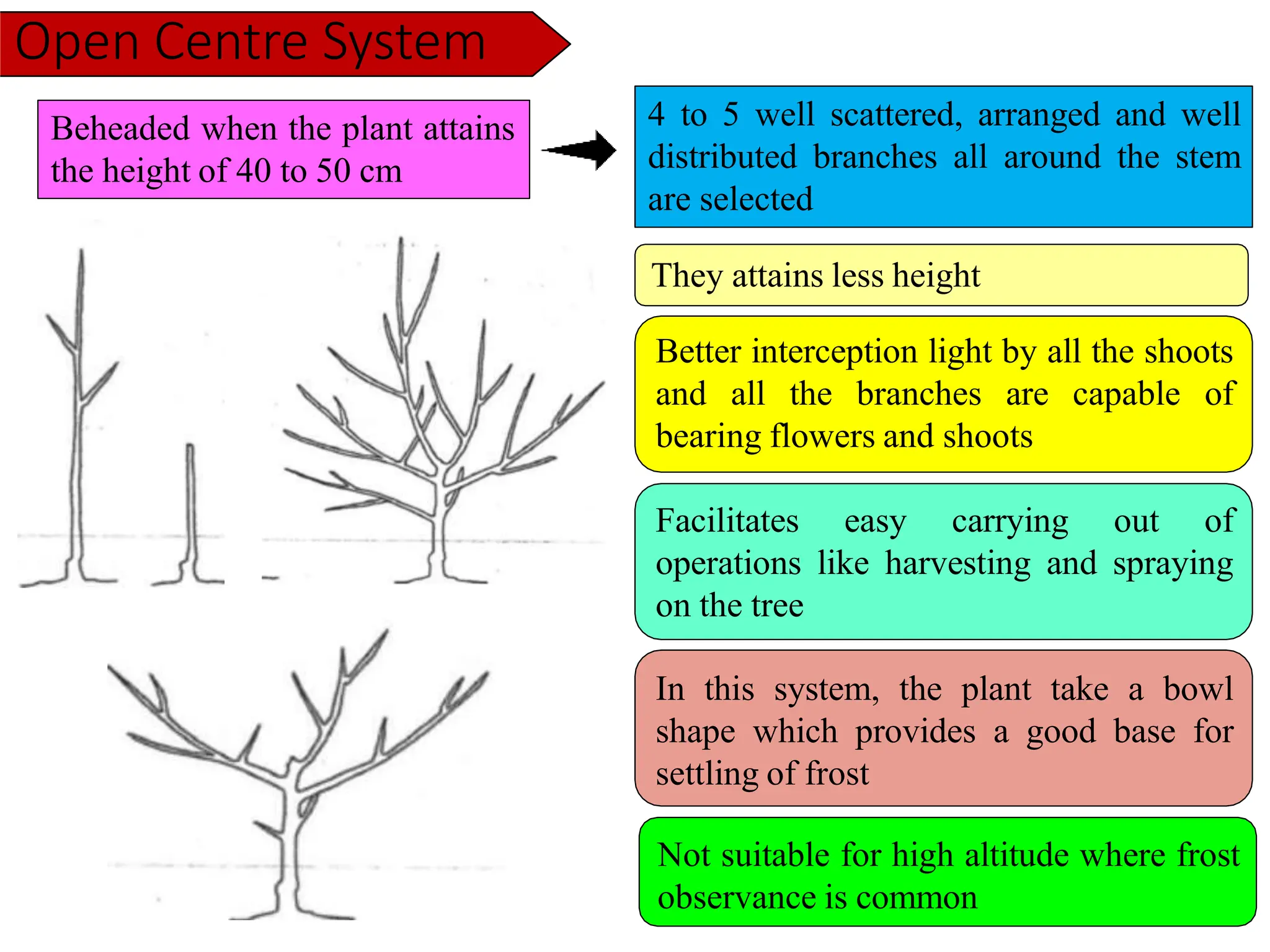 High Density Planting in Fruit Crops | PPTX
