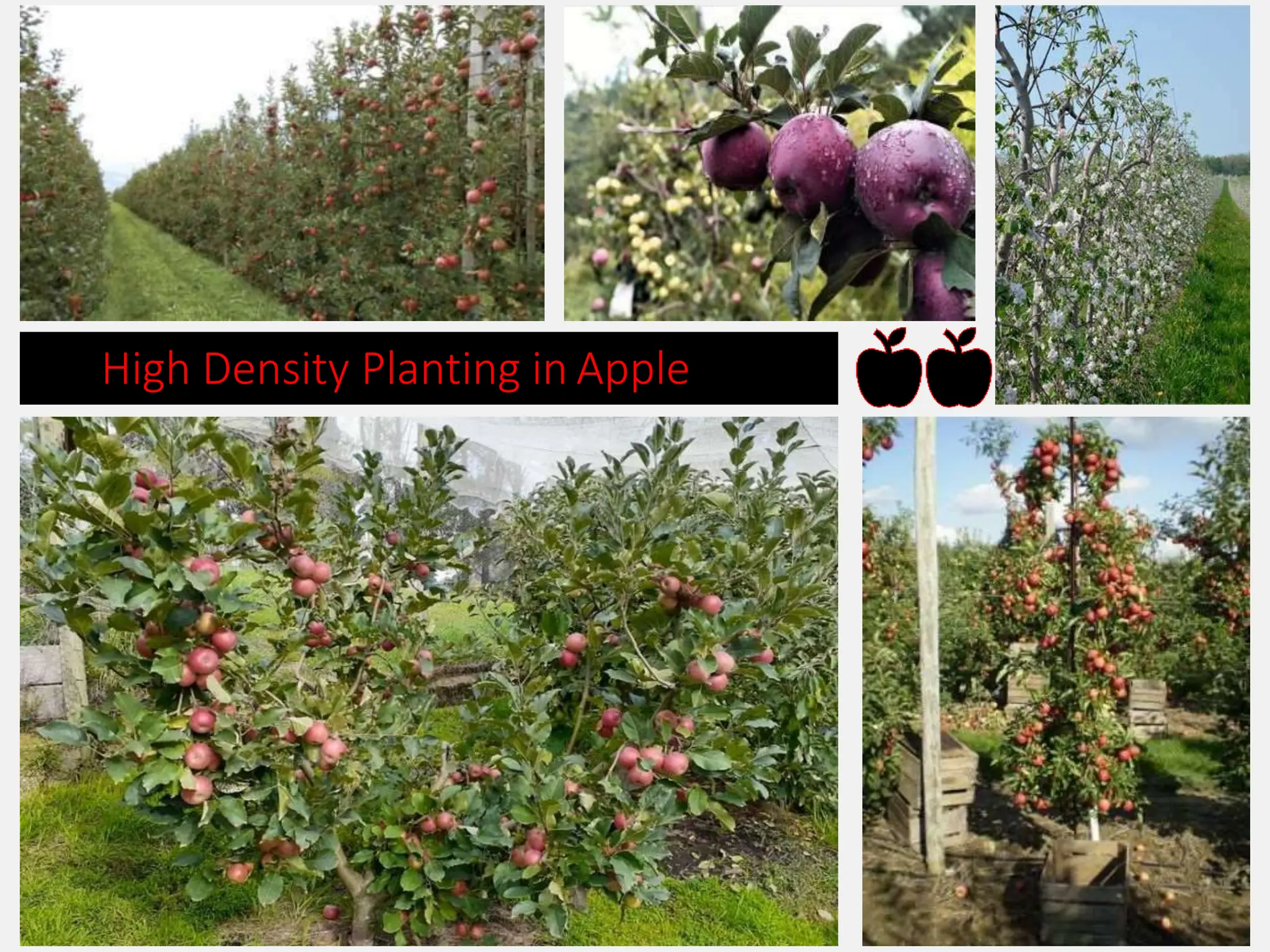 High Density Planting in Fruit Crops | PPTX
