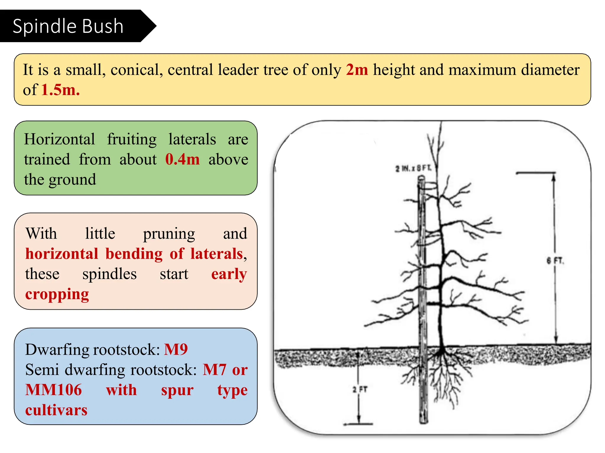 High Density Planting in Fruit Crops | PPTX