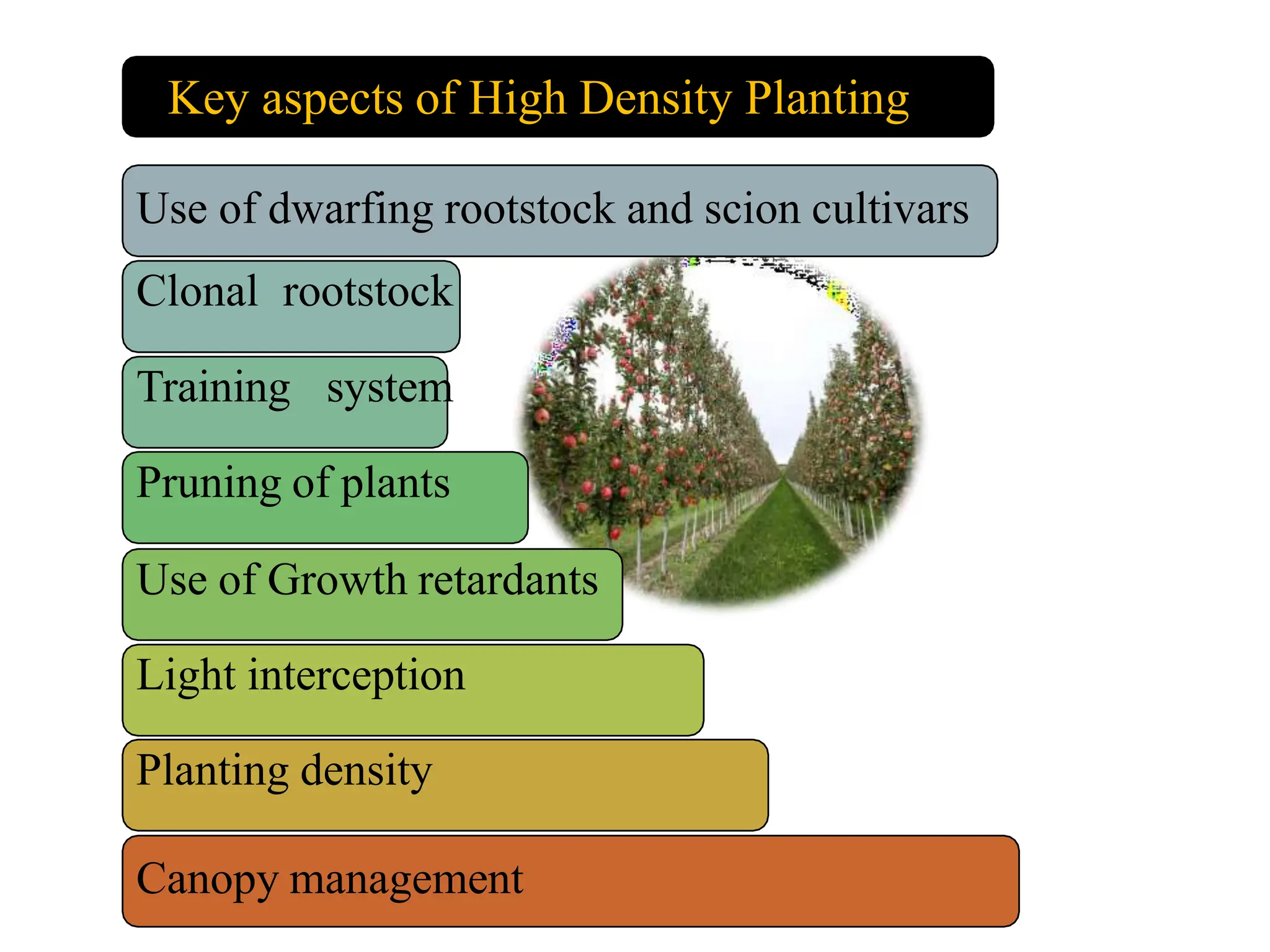 High Density Planting in Fruit Crops | PPT