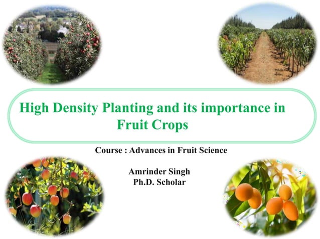 High Density Planting in Fruit Crops | PPTX