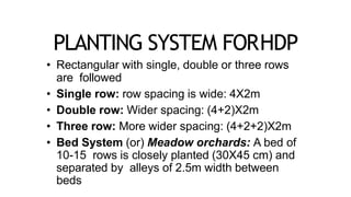 highdensityplanting | PPTX