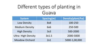 High density planting (HDP) | PPTX