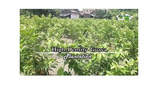 High density planting (HDP) | PPTX