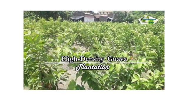 High density planting (HDP) | PPTX
