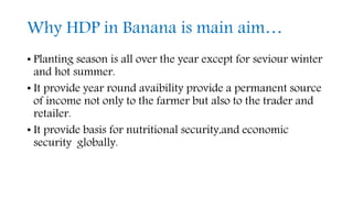 highdensityplantinginbanana | PDF