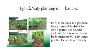 High density planting in Banana | PPTX