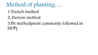 High density planting in Banana | PPTX