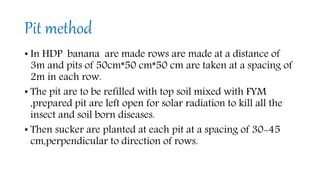 High density planting in Banana | PPTX