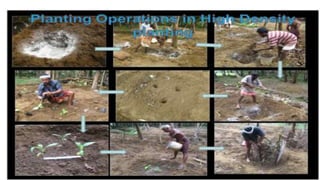 High density planting in Banana | PPTX