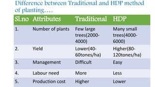 High density planting in Banana | PPTX