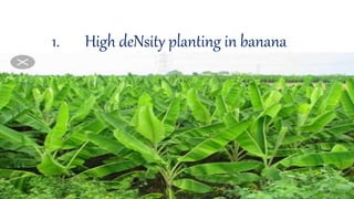 High density planting in Banana | PPTX
