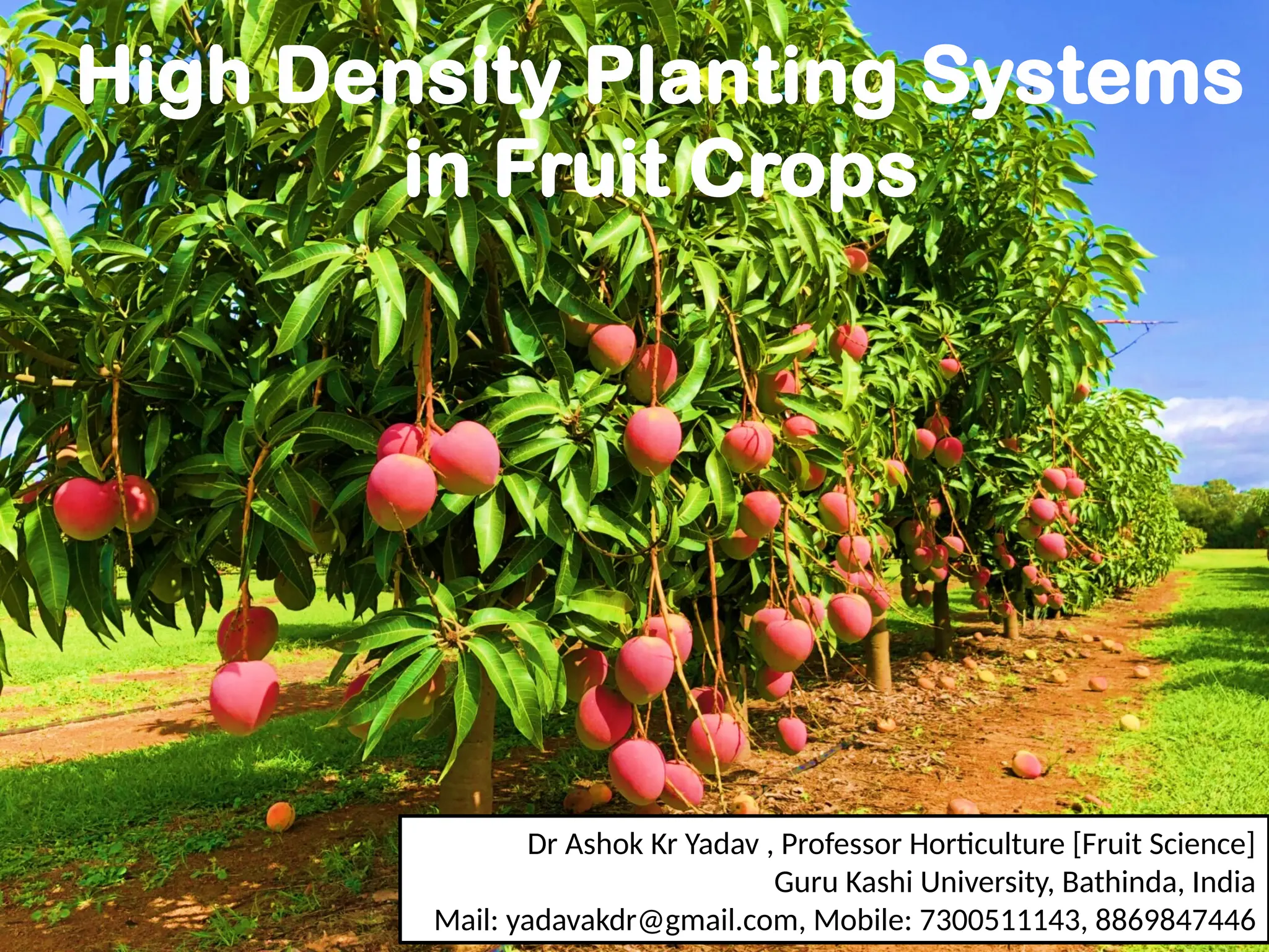 High Density Planting systems (New techniques of HDP & UHDP and Meadow ...