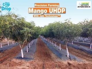 High Density Planting systems (New techniques of HDP & UHDP and Meadow ...