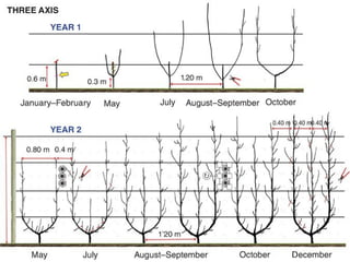 High Density Planting systems (New techniques of HDP & UHDP and Meadow ...