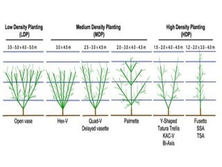 High Density Planting systems (New techniques of HDP & UHDP and Meadow ...