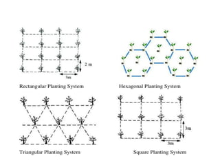 High Density Planting systems (New techniques of HDP & UHDP and Meadow ...