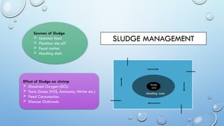 High density vannamei shrimp culture.pptx
