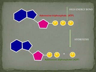 Atp Molecule Labeled High Energy Bonds