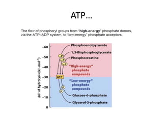 High energy compounds | PPTX