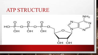 High energy phosphate compounds | PPTX