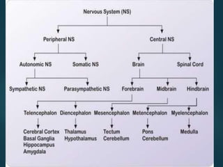 higher-mental-function.pdf